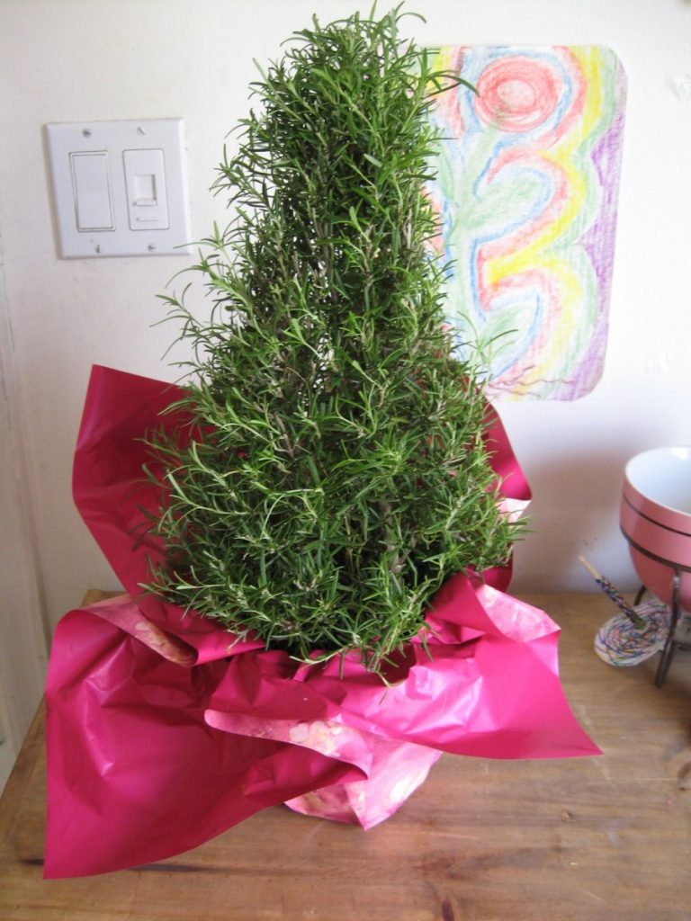 Ten Things to Do with a Rosemary Tree - The BEarth Institute