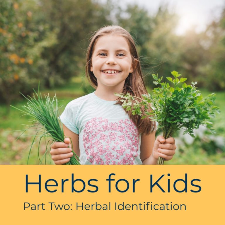 Herbs for Kids Part II: Herbal Identification - Earthschooling