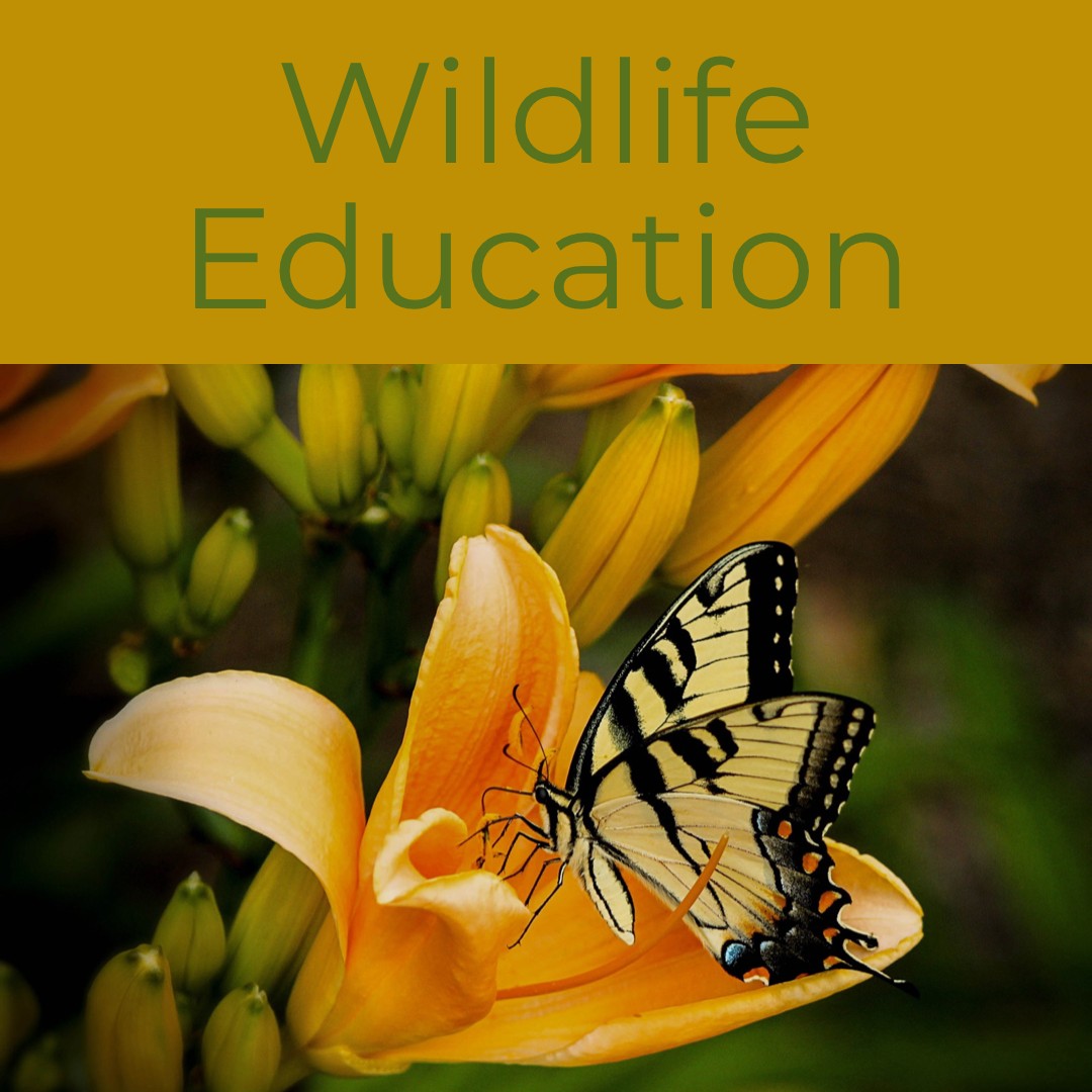 Wildlife Education Curriculum - Earthschooling